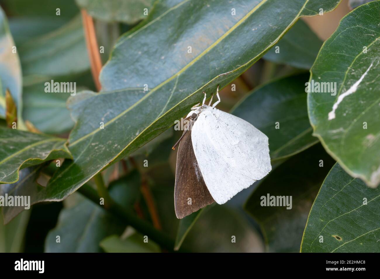 Female angled sunbeam (Curetis acuta), Isehara City, Kanagawa ...