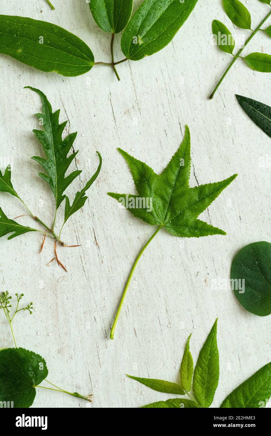 Vertical top view of various fresh green lush leaves on a table Stock ...