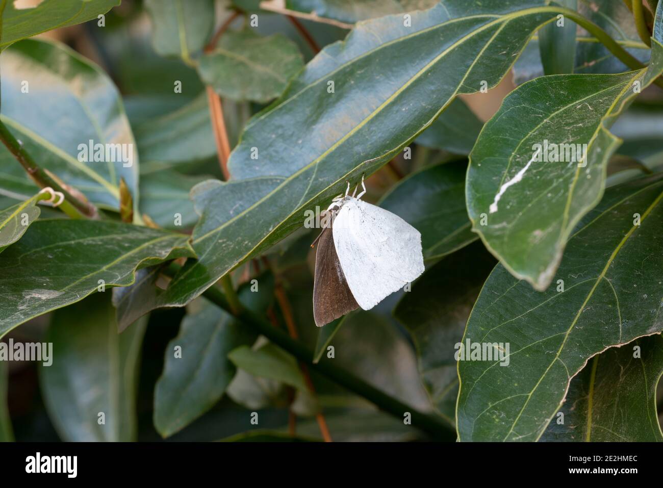 Female angled sunbeam (Curetis acuta), Isehara City, Kanagawa ...