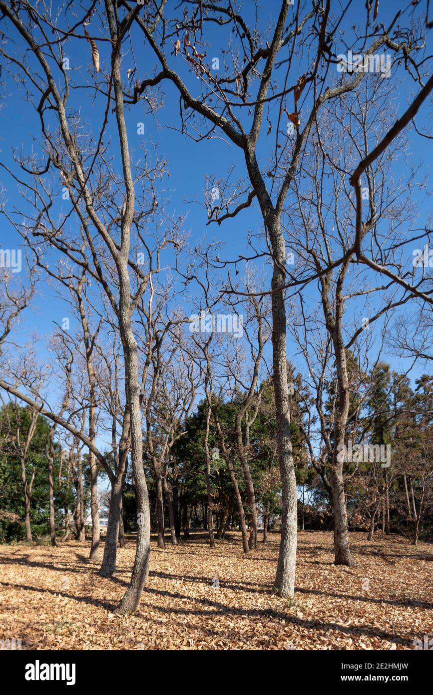 Japanese oak tree leaves quercus hi-res stock photography and images ...