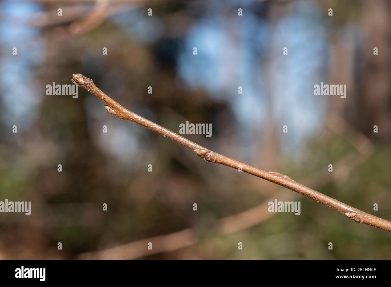 Winter bud of persimmon tree (January 13th, 2021), Isehara City ...