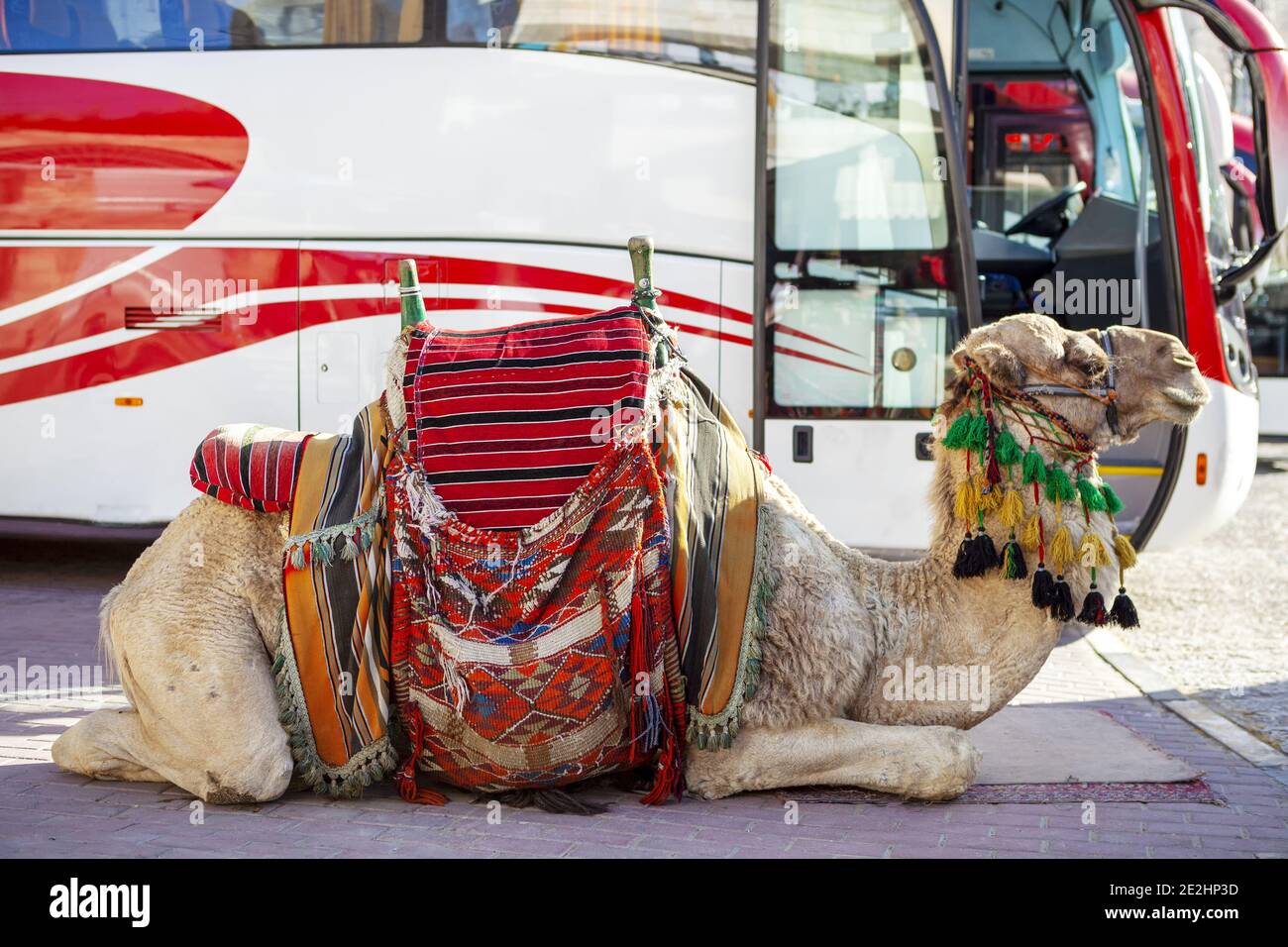 Camel tourist attraction and public transport Stock Photo - Alamy