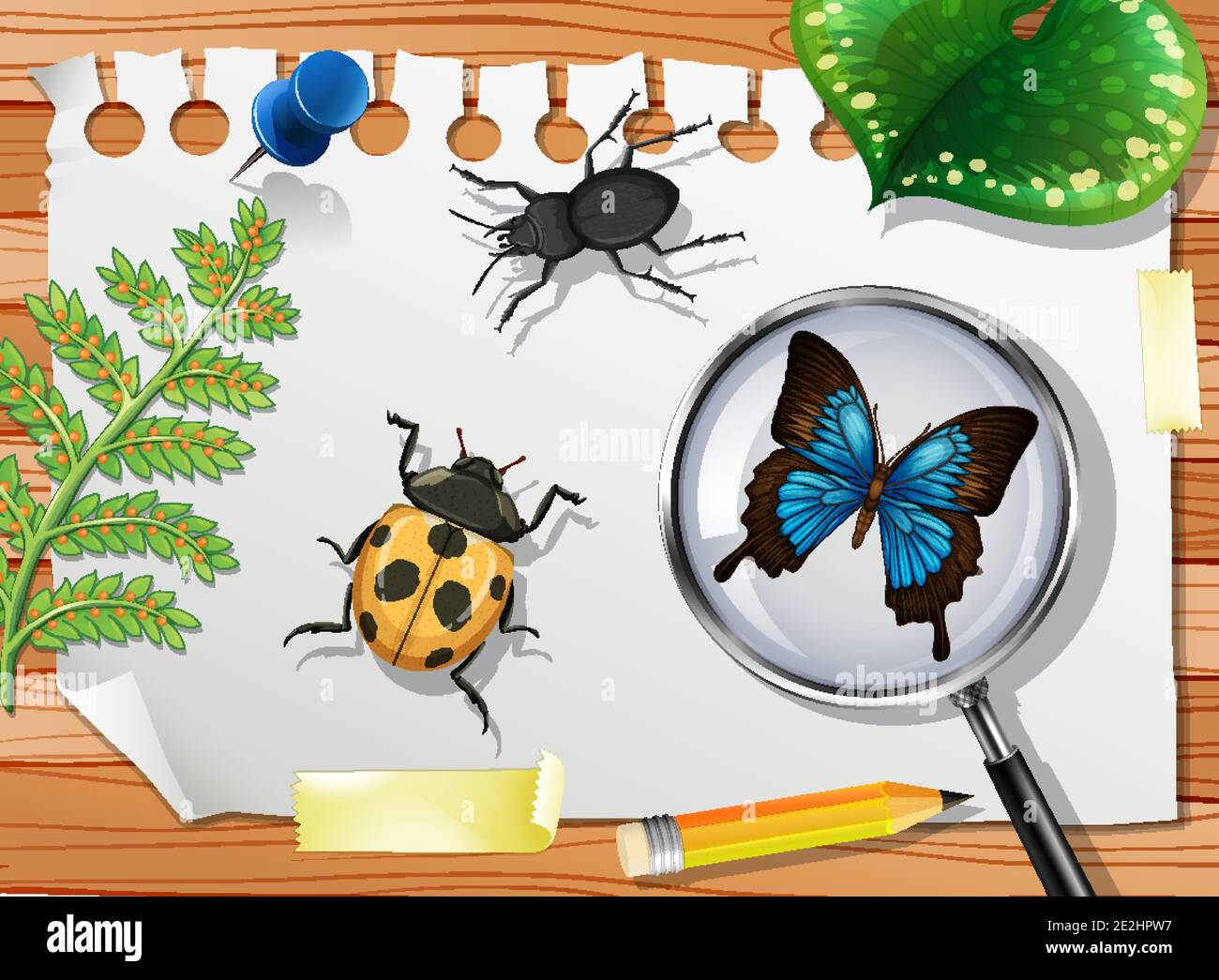 Table insects Stock Vector Images - Alamy