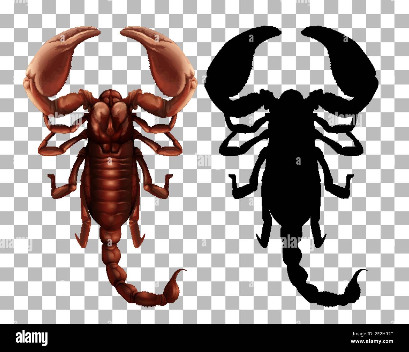 Scorpion on transparent background illustration Stock Vector Image ...