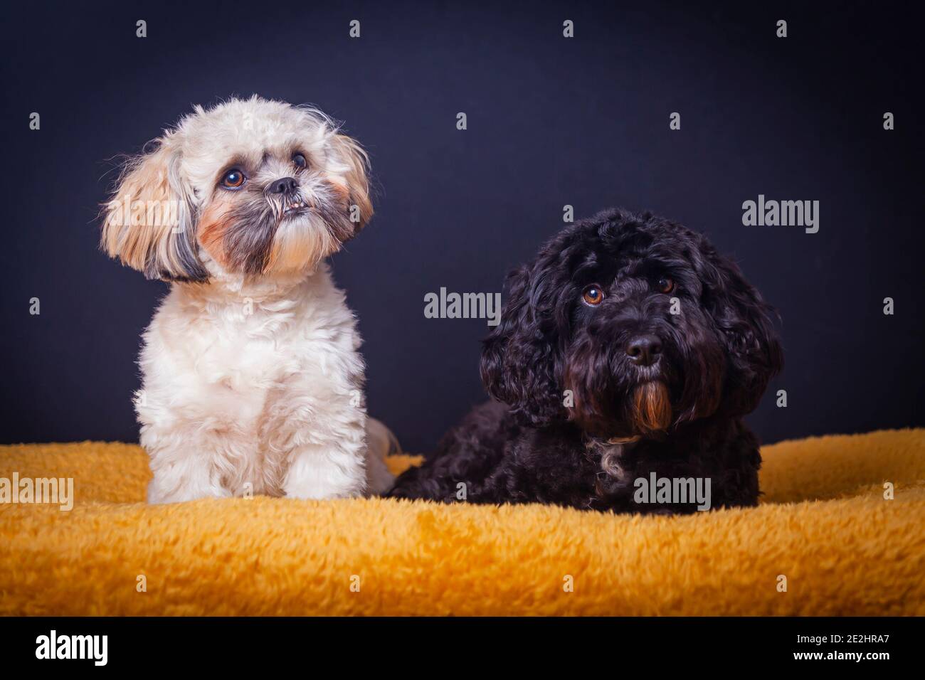 Cute black cockerpoo hi-res stock photography and images - Alamy