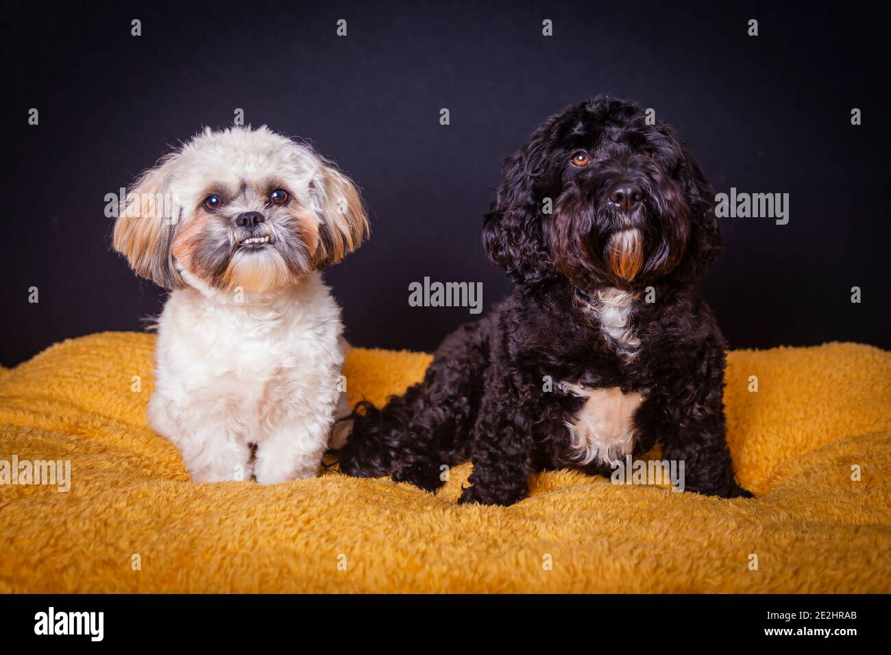 Shih-Tzu and Cockerpoo Portrait Stock Photo - Alamy