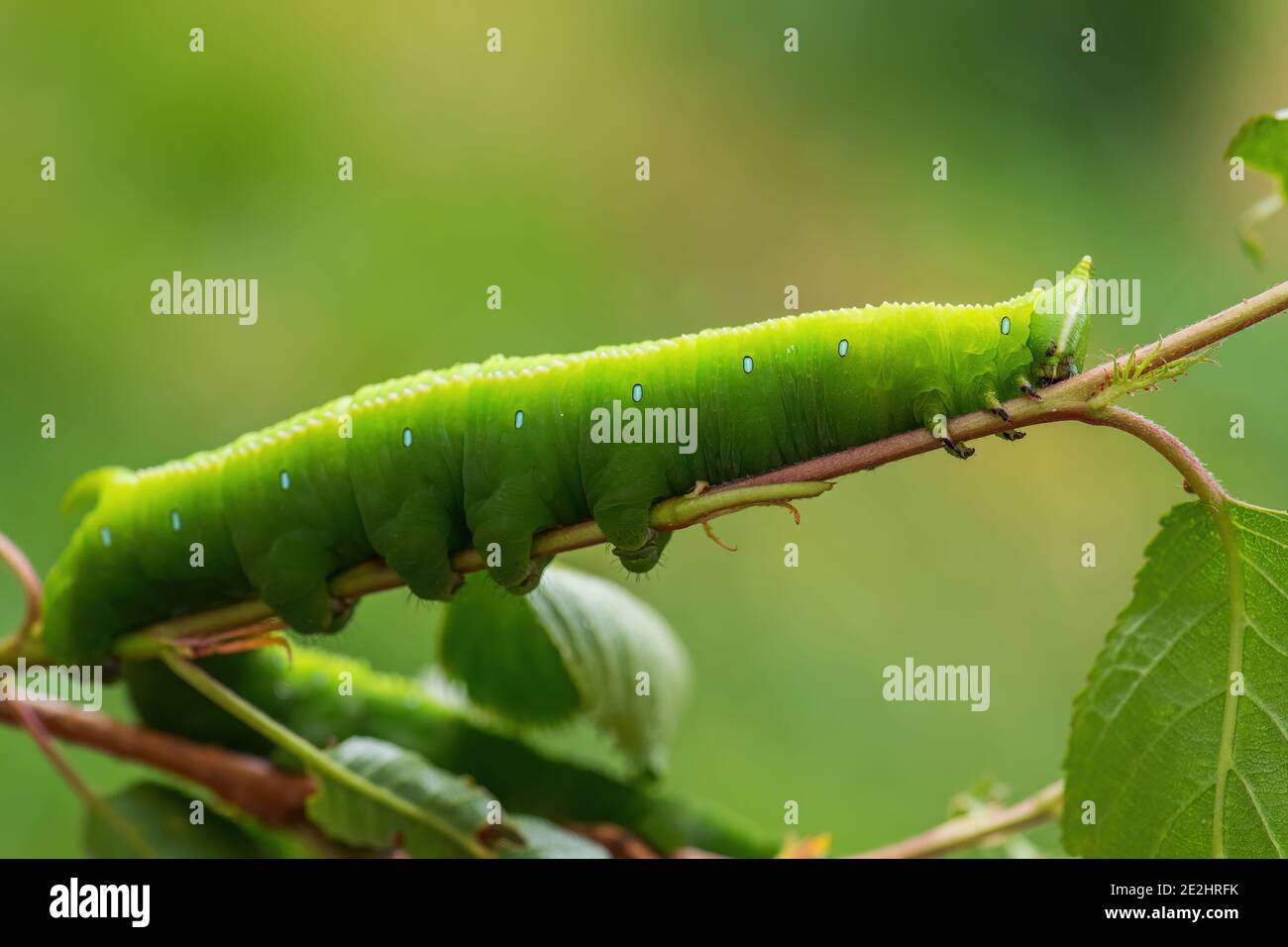 Apple Hawkmoth - Langia zenzeroides, beautiful large hawk moth from ...