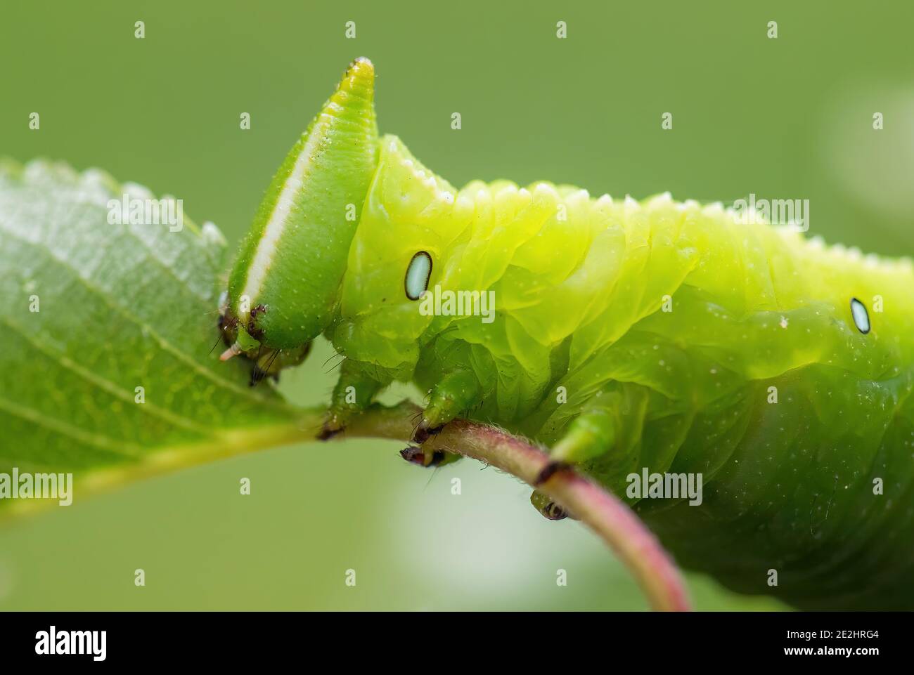 Wild Apple Tree High Resolution Stock Photography and Images - Alamy