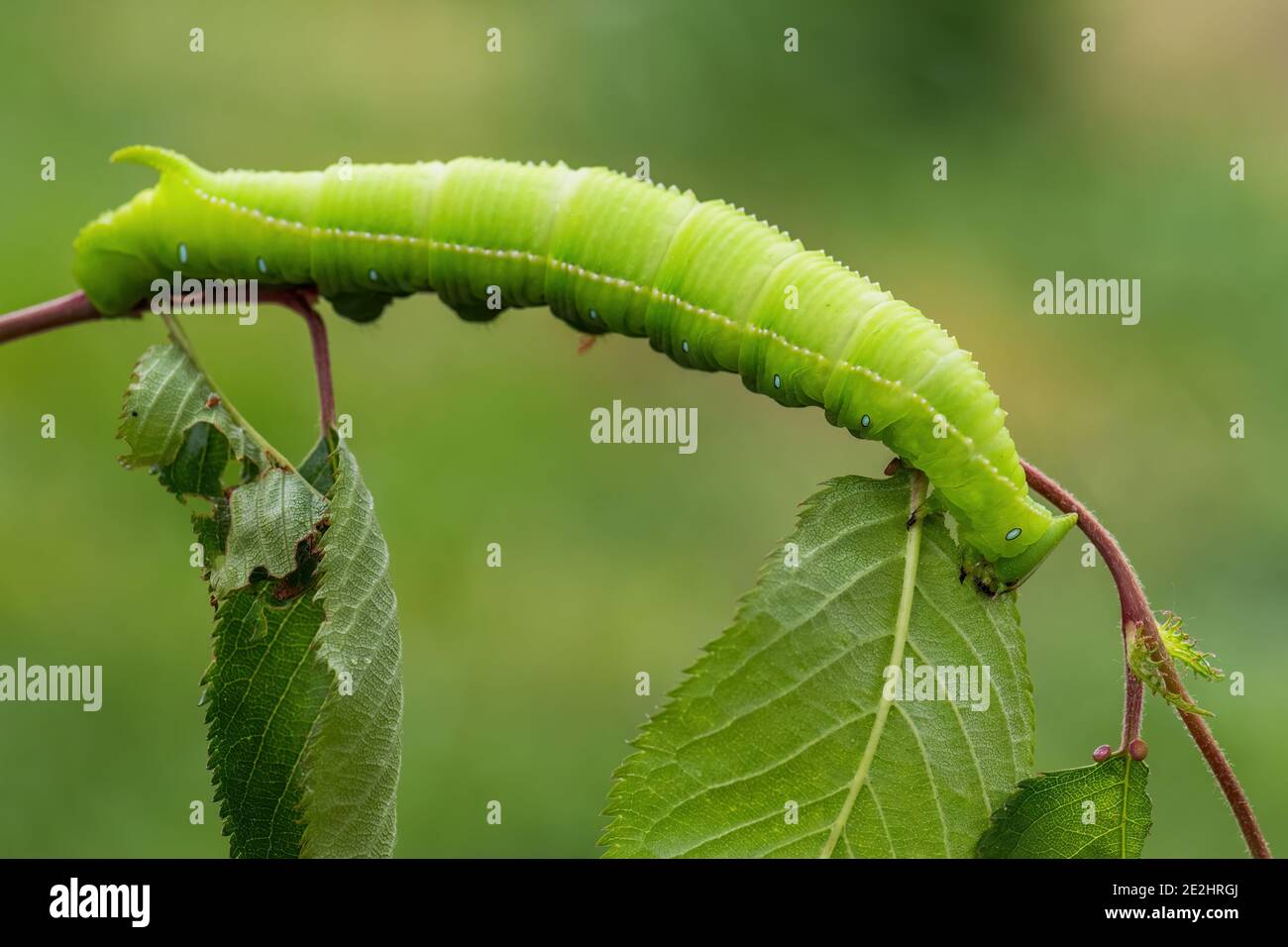 Wild Apple Tree High Resolution Stock Photography and Images - Alamy