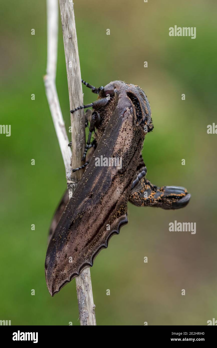 Apple Hawkmoth - Langia zenzeroides, beautiful large hawk moth from ...