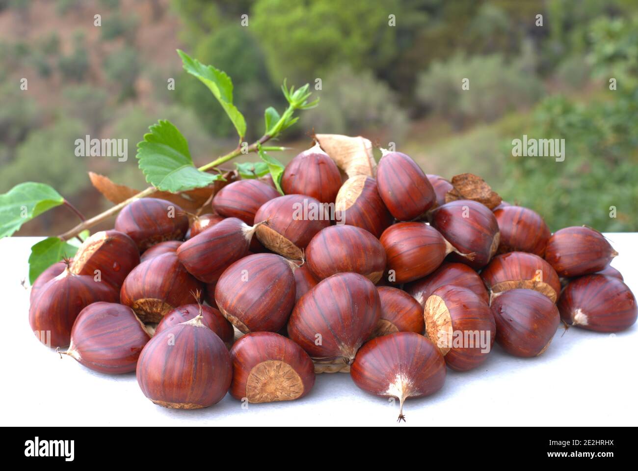 Closeup shot of fresh chestnuts during harvest Stock Photo - Alamy
