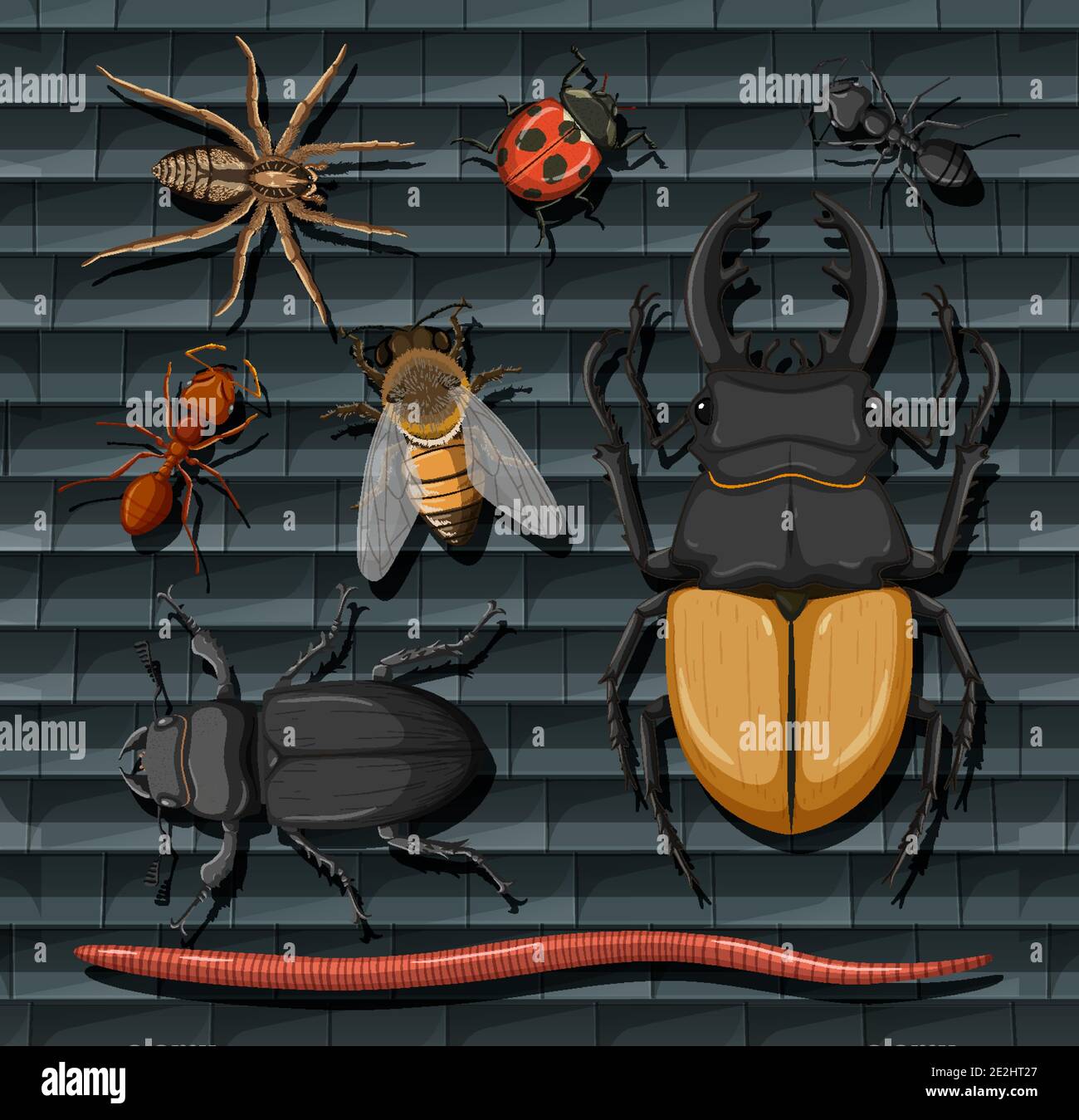 Set of different insects isolated illustration Stock Vector Image & Art ...