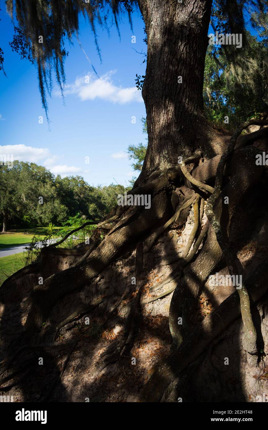 Gnarled oak tree hi-res stock photography and images - Alamy