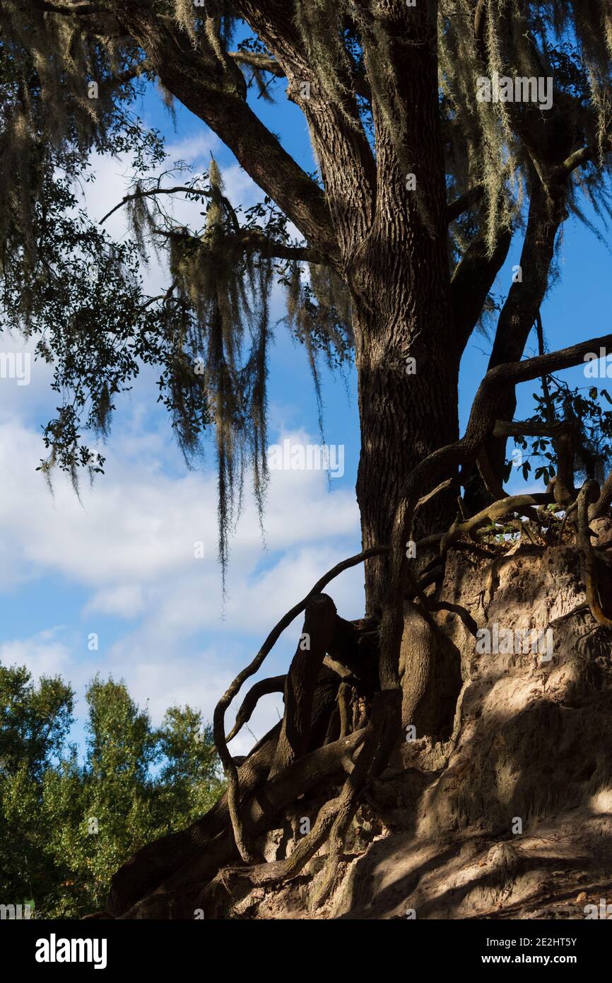 Gnarled tree branch hi-res stock photography and images - Alamy