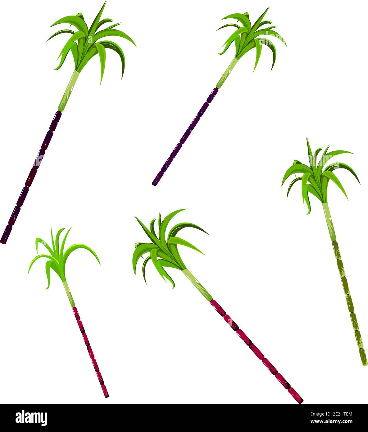 Vector illustration of sugarcane. Set of sugarcane Stock Vector Image ...