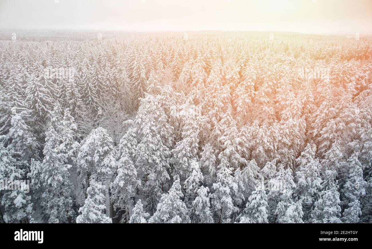 Pine trees snow perspective hi-res stock photography and images - Alamy