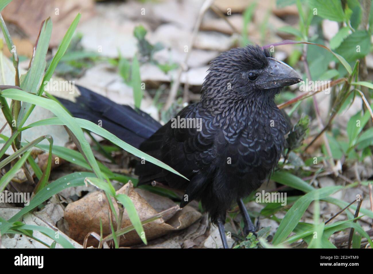 Smooth Billed Ani bird of the Galapagos Islands Stock Photo - Alamy