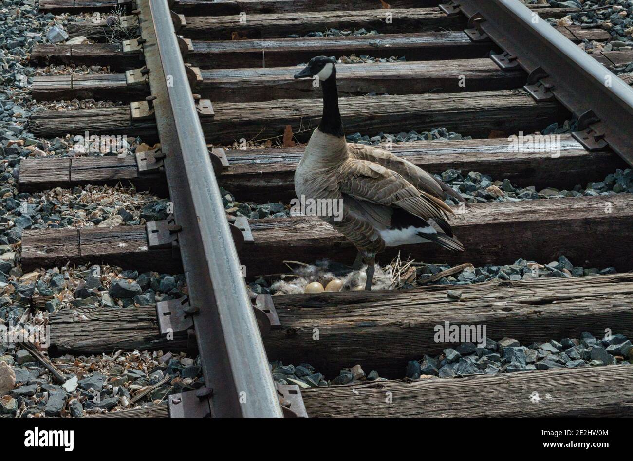 Metal goose hi-res stock photography and images - Alamy