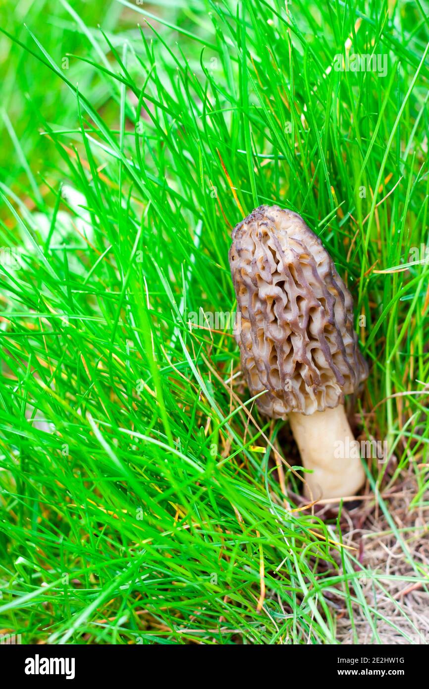 Morel mushroom growing hi-res stock photography and images - Alamy