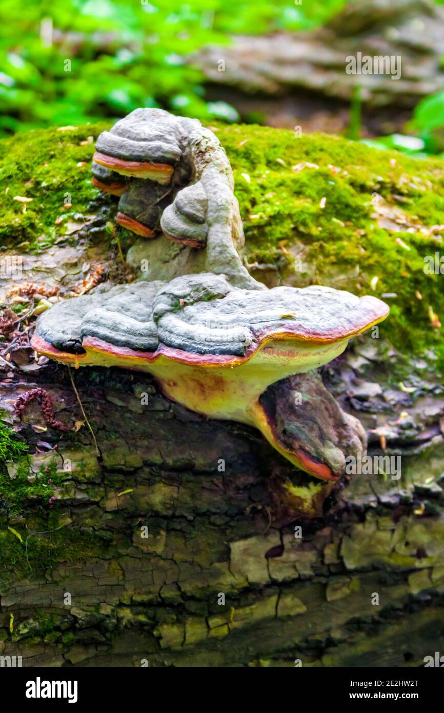 Banded polypore (Fomitopsis pinicola or red belt conk) on fallen pine ...