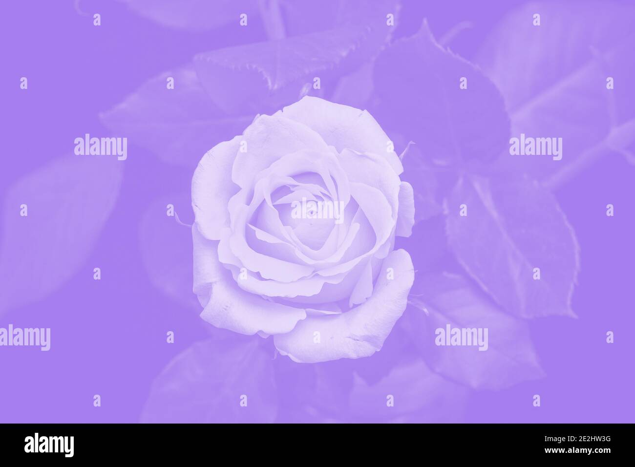 beautiful rose with purple tint Stock Photo - Alamy