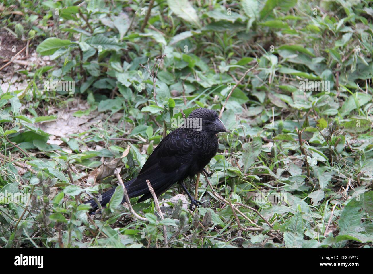 Smooth Billed Ani bird of the Galapagos Islands Stock Photo - Alamy