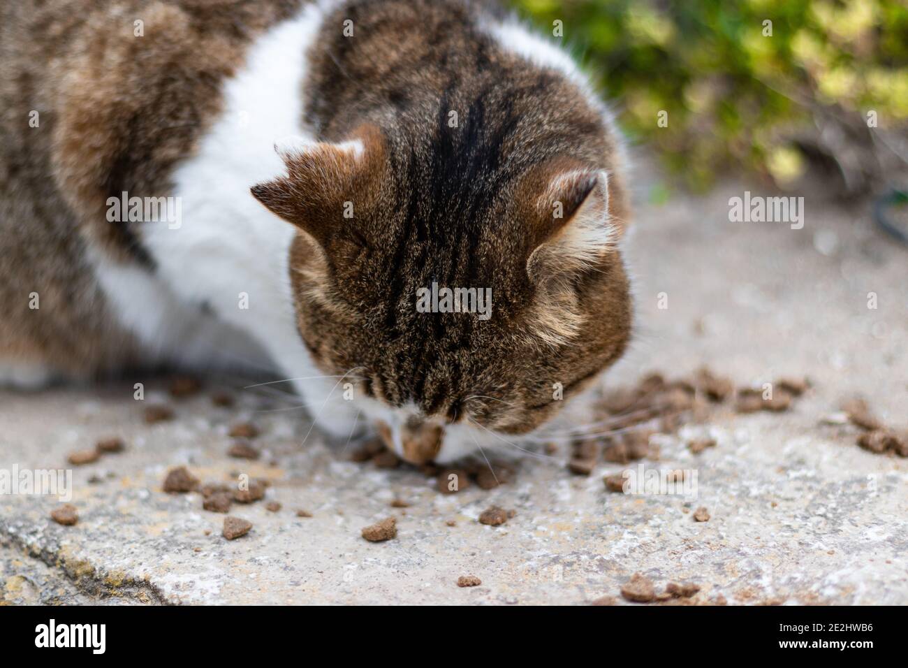 Portrait of street homeless hungry stray cat eating food at special ...