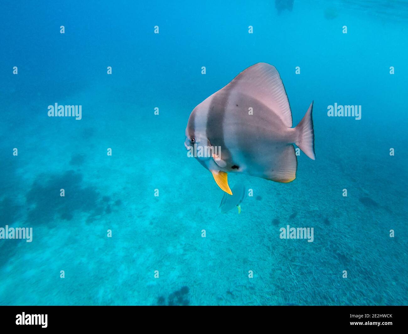 Rainforest fish hi-res stock photography and images - Alamy