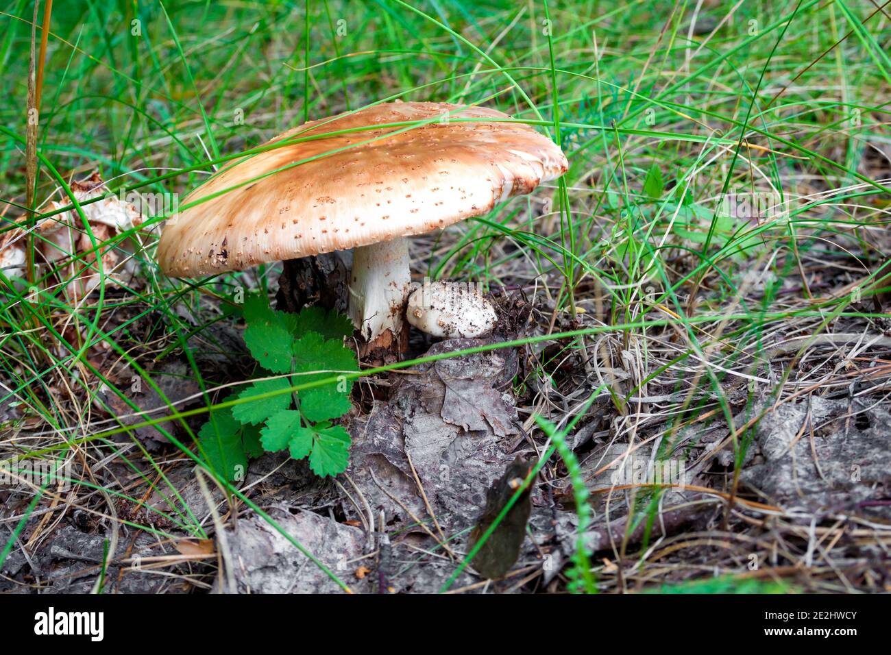 Little mushroom yellow cap hi-res stock photography and images - Alamy