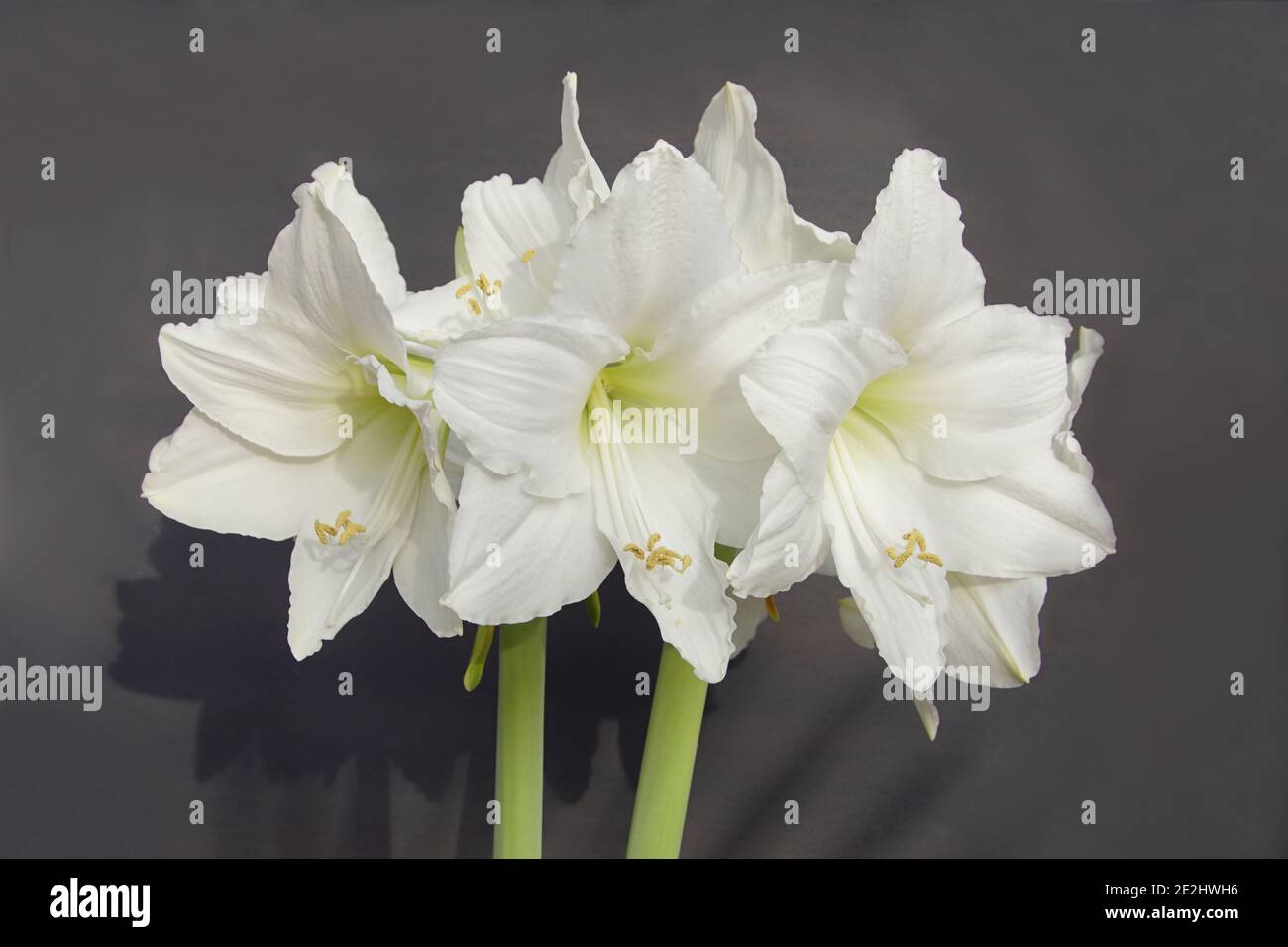 White flowers of a Hippeastrum (common name amaryllis) of the family ...