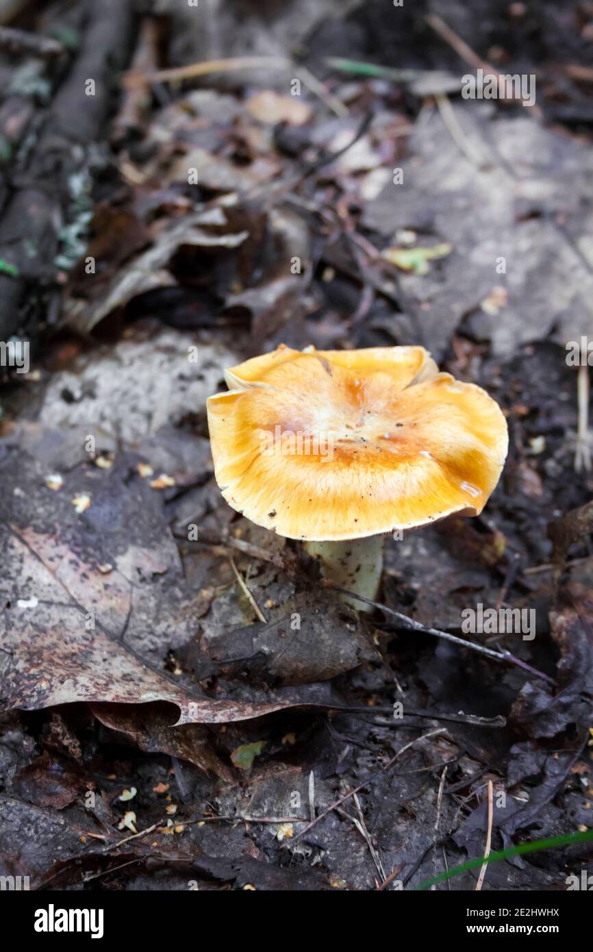 Wild uneatable mushroom in autumn forest among dry fallen leaves Stock ...
