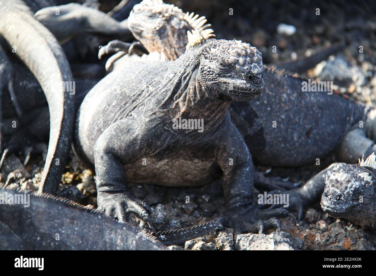 Marine Iguana of the Galapagos Islands Stock Photo - Alamy