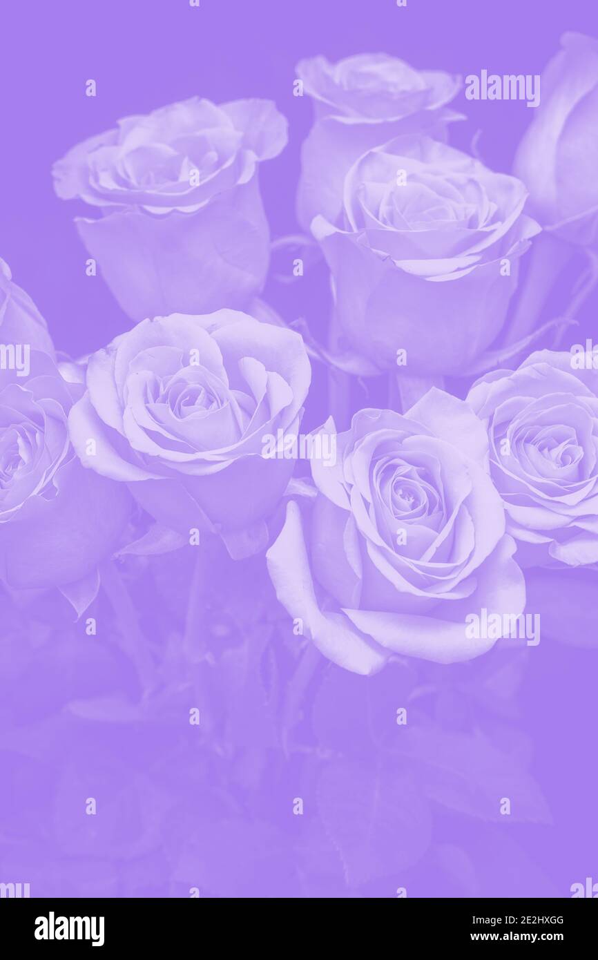 bouquet of beautiful roses with purple tinting Stock Photo - Alamy