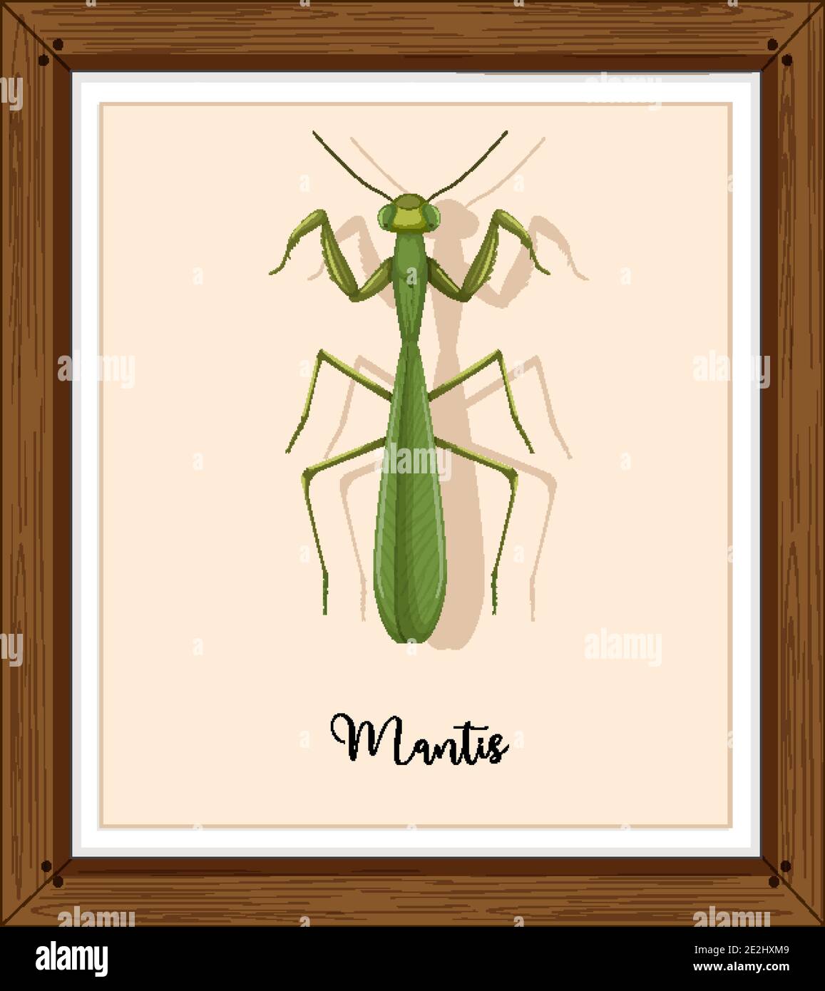 Mantis on wooden frame illustration Stock Vector Image & Art - Alamy