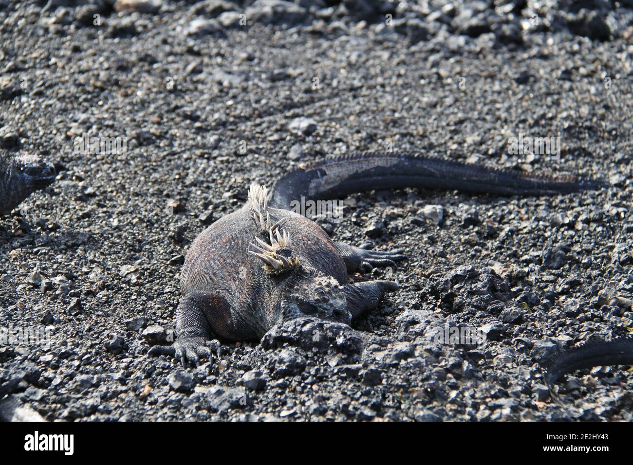Marine Iguana of the Galapagos Islands Stock Photo - Alamy