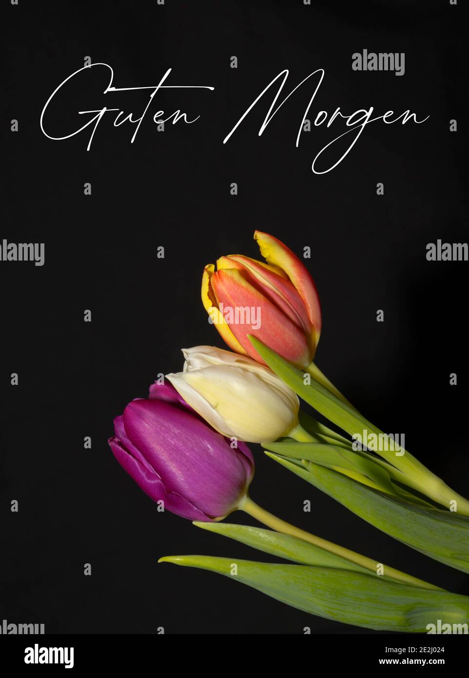 Good morning tulips hi-res stock photography and images - Alamy