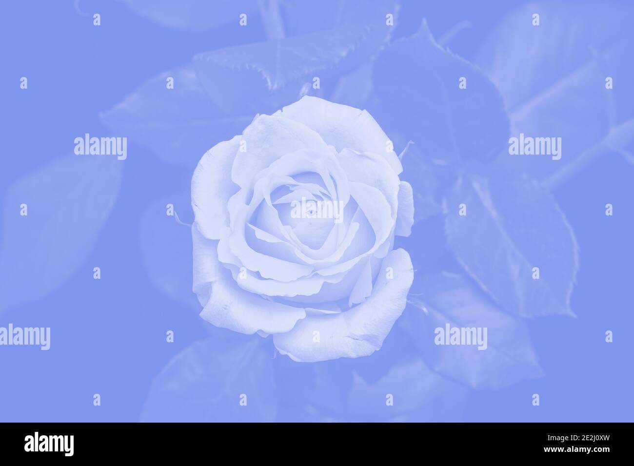 beautiful rose with blue tint Stock Photo - Alamy