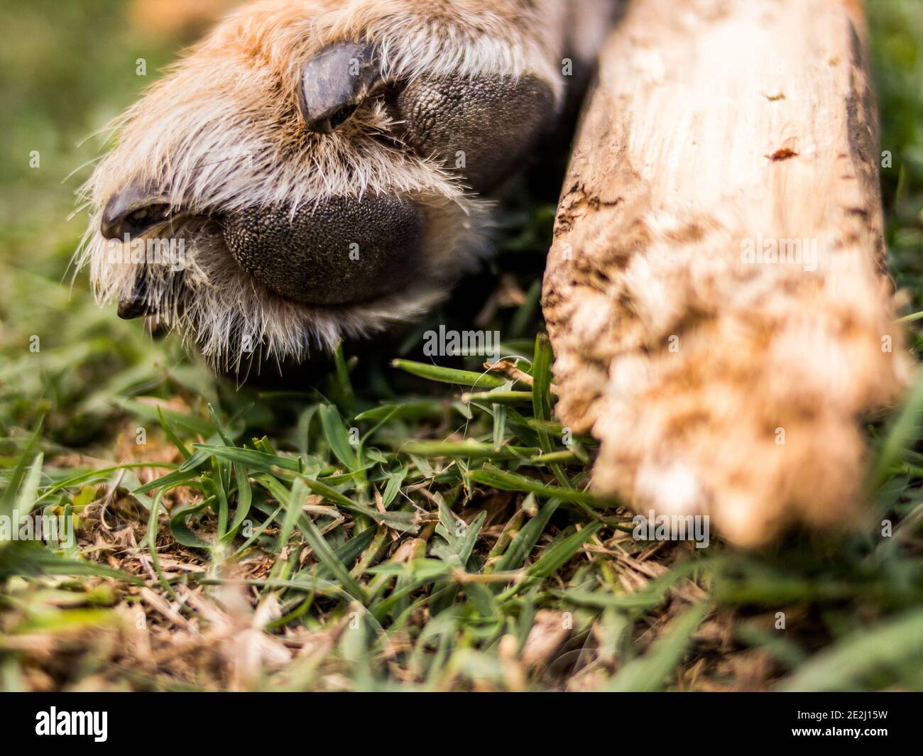Closeup shot of a paw of a dog with a piece of wood on the side Stock ...