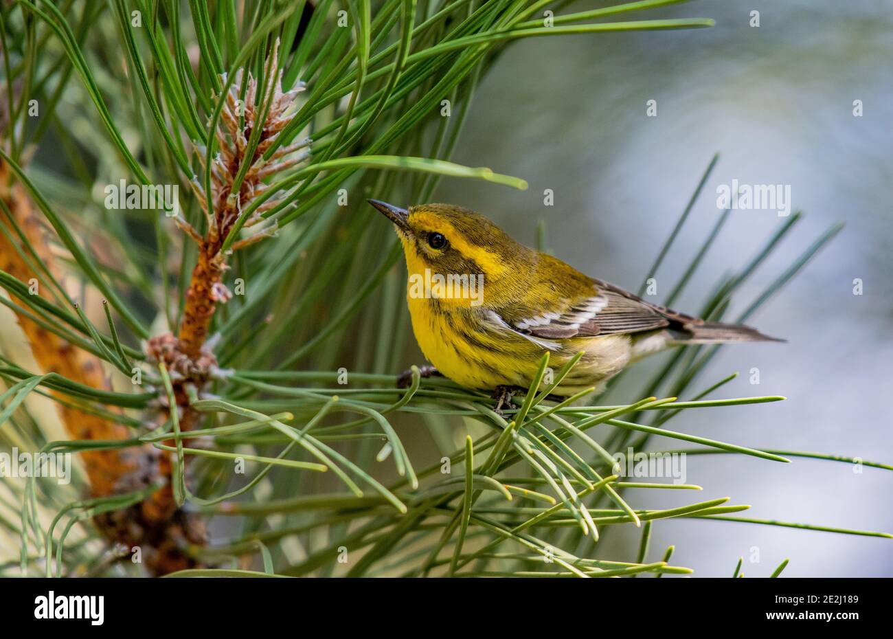 A Beautiful Townsend's Warbler in a Pine Tree Stock Photo - Alamy