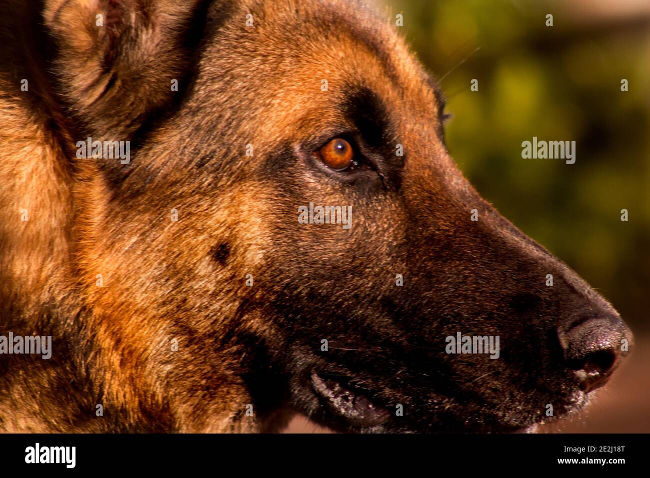 Closeup shot of a german shepherd dogs face Stock Photo - Alamy