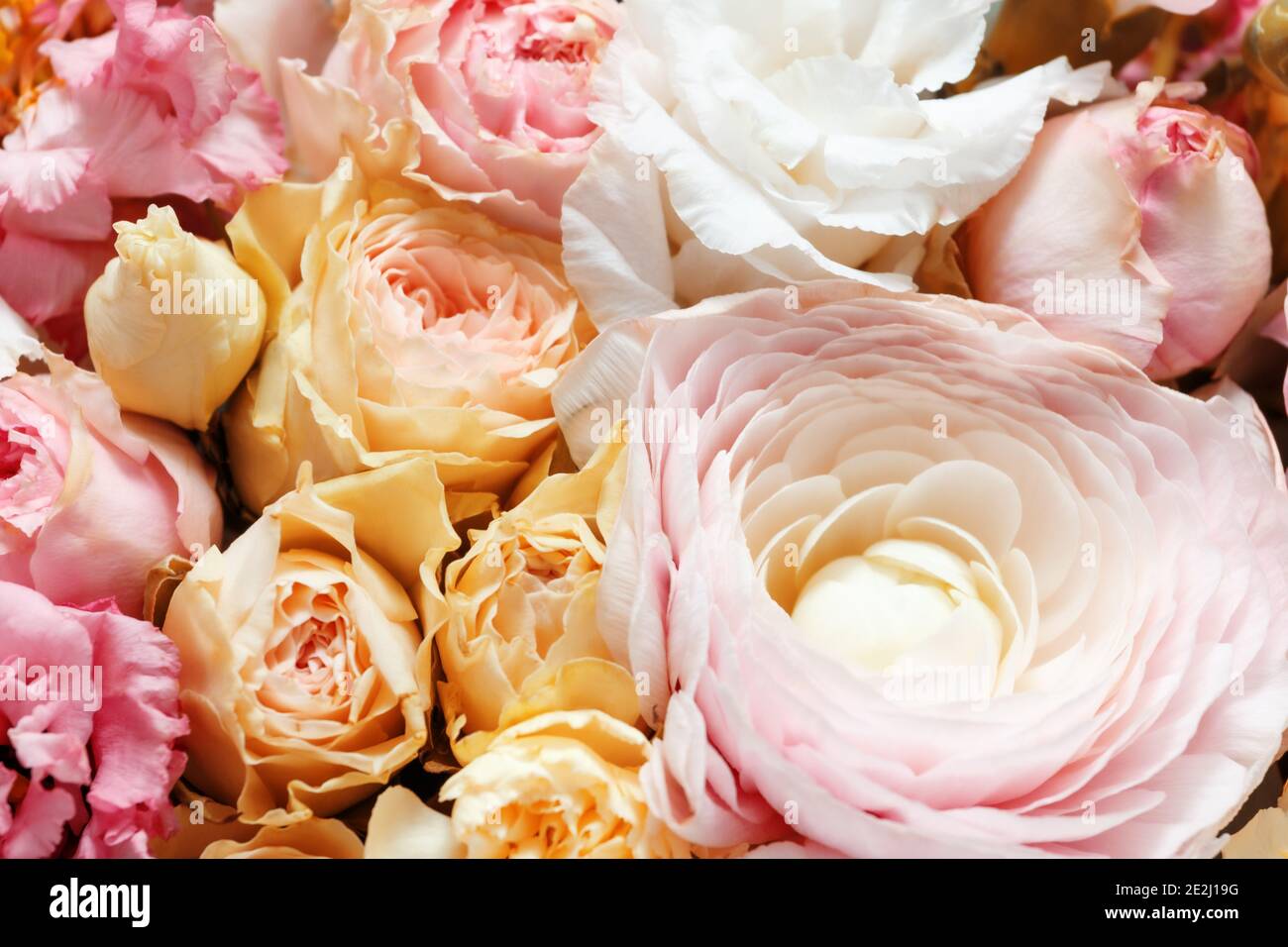Pastel pink and yellow roses background Stock Photo - Alamy