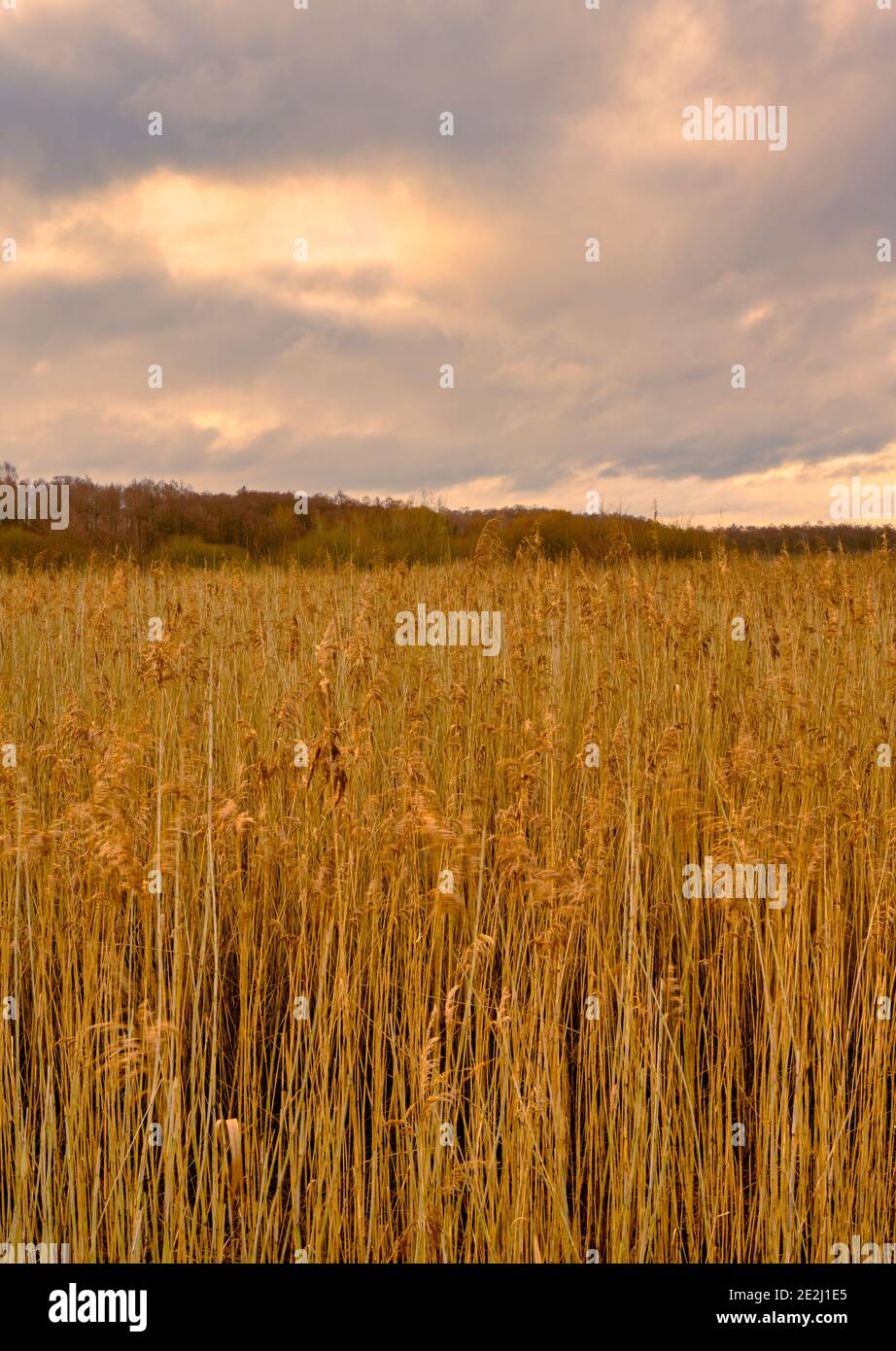 A boardwalk in a marshland full of reeds in golden color. Picture from ...