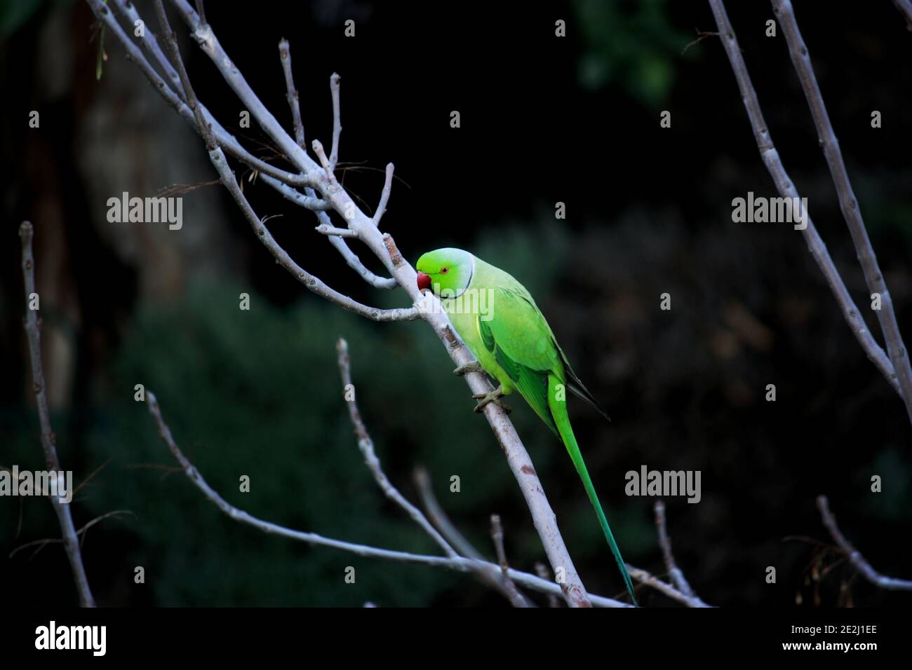 Green Parrot sitting on a tree in Tel Aviv Stock Photo - Alamy