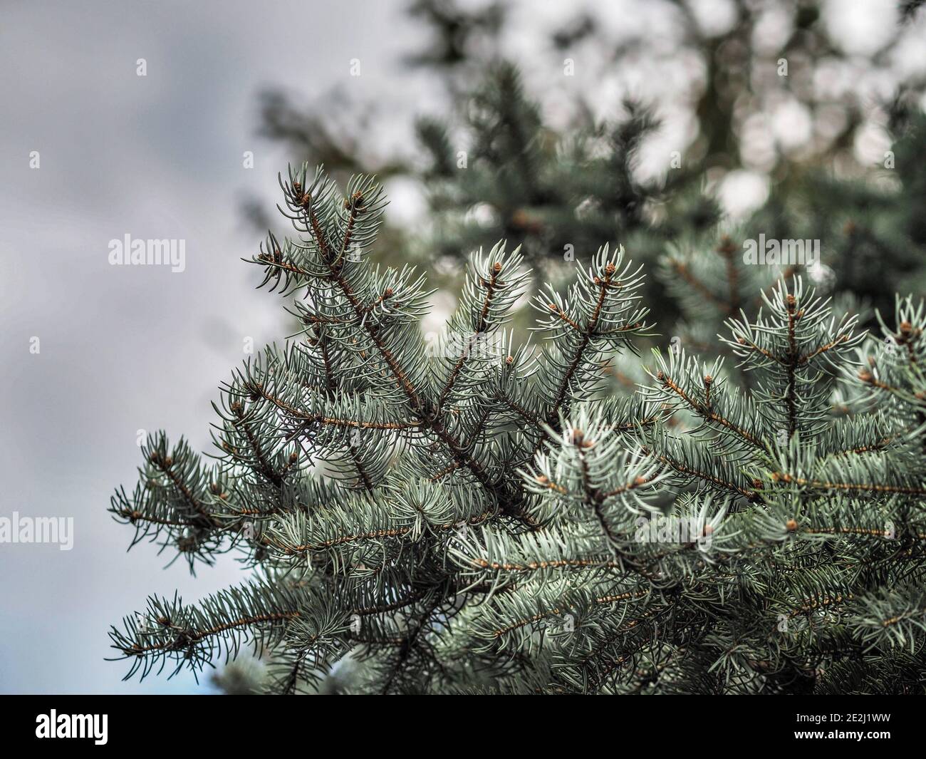 Christmas tree shallow depth of field hi-res stock photography and ...