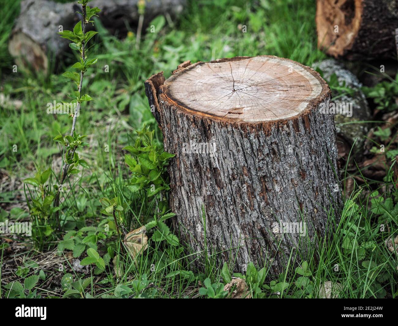 Tree stump in the forest with green grass Stock Photo - Alamy