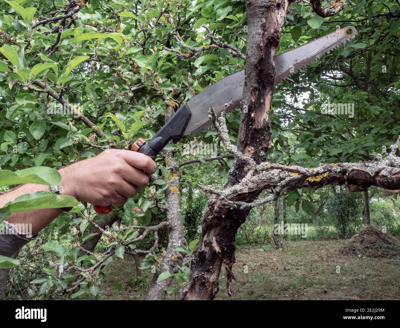 Sawing tree limb hi-res stock photography and images - Alamy