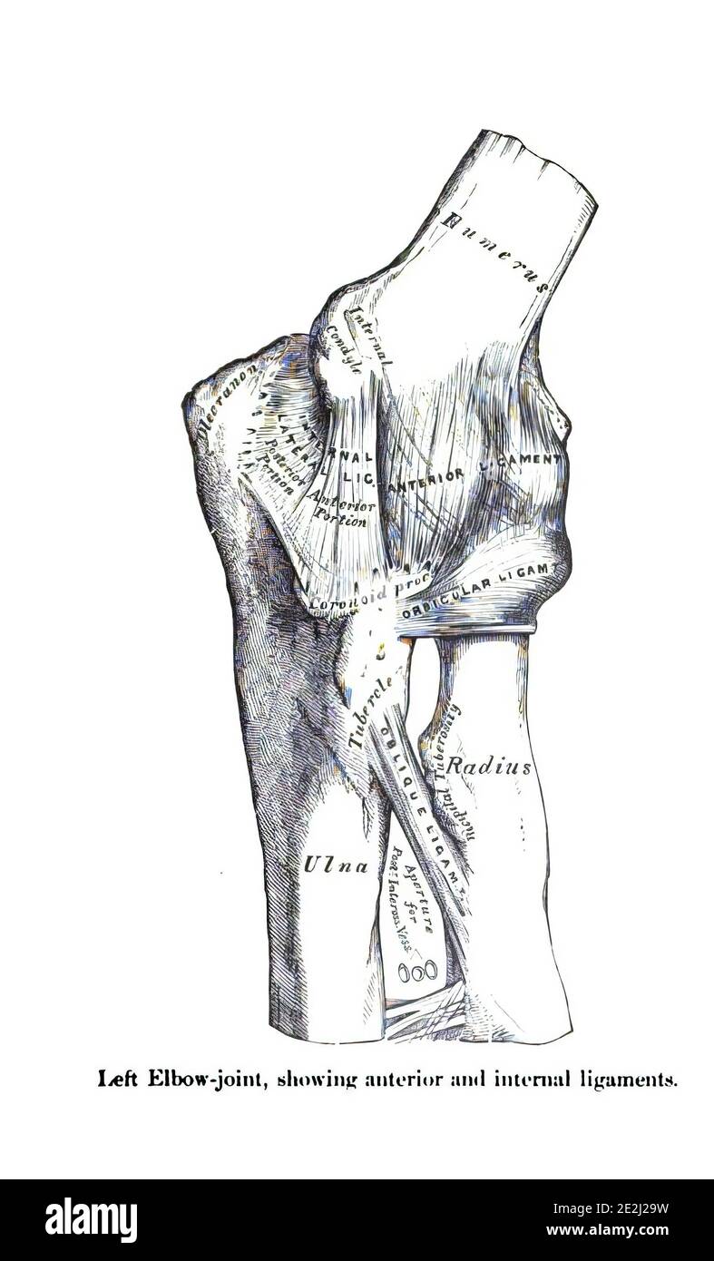 Informative illustration of the human elbow Stock Photo - Alamy