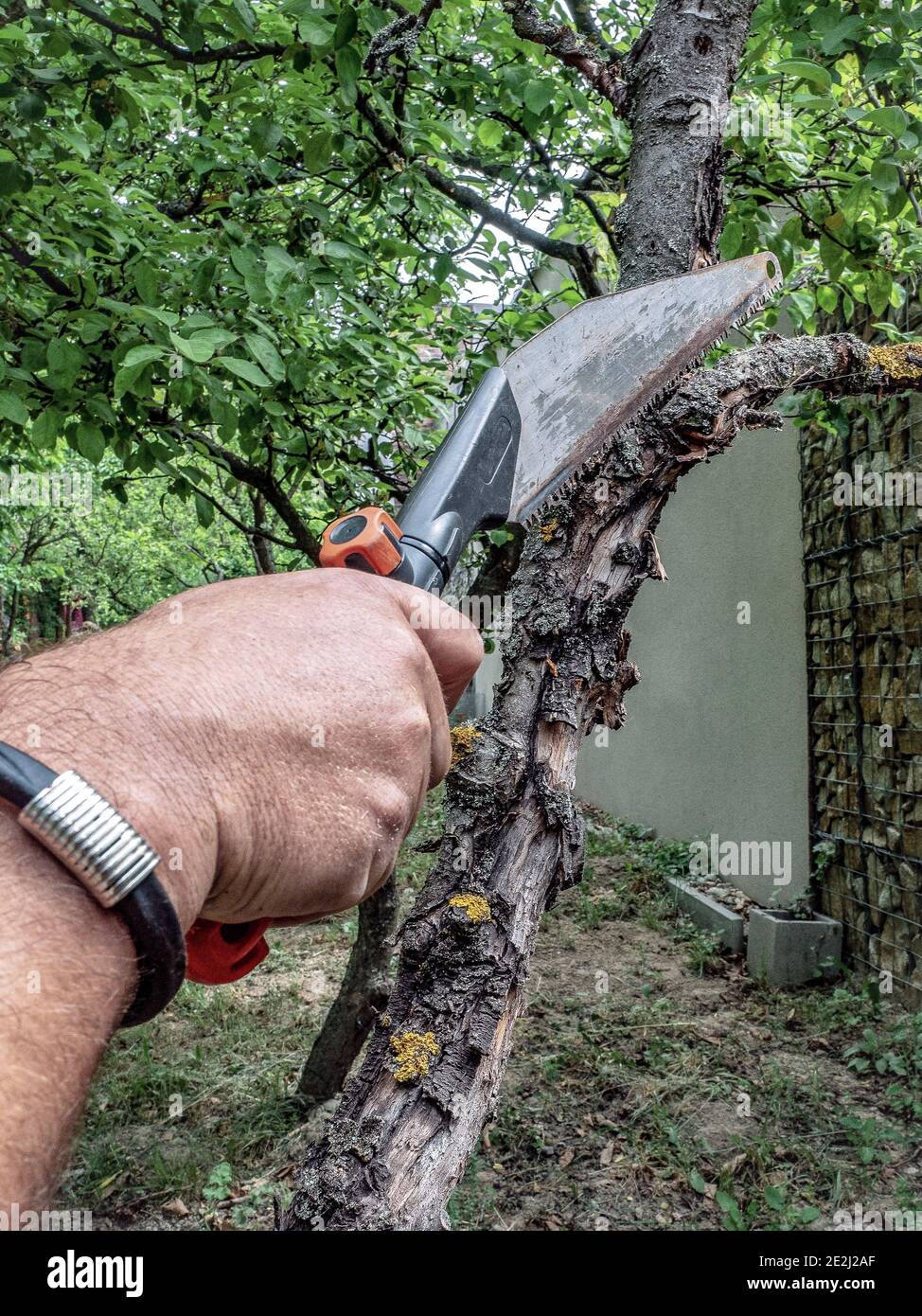 Male hand sawing sick limbs of tree in the garden. Close up of hand saw ...