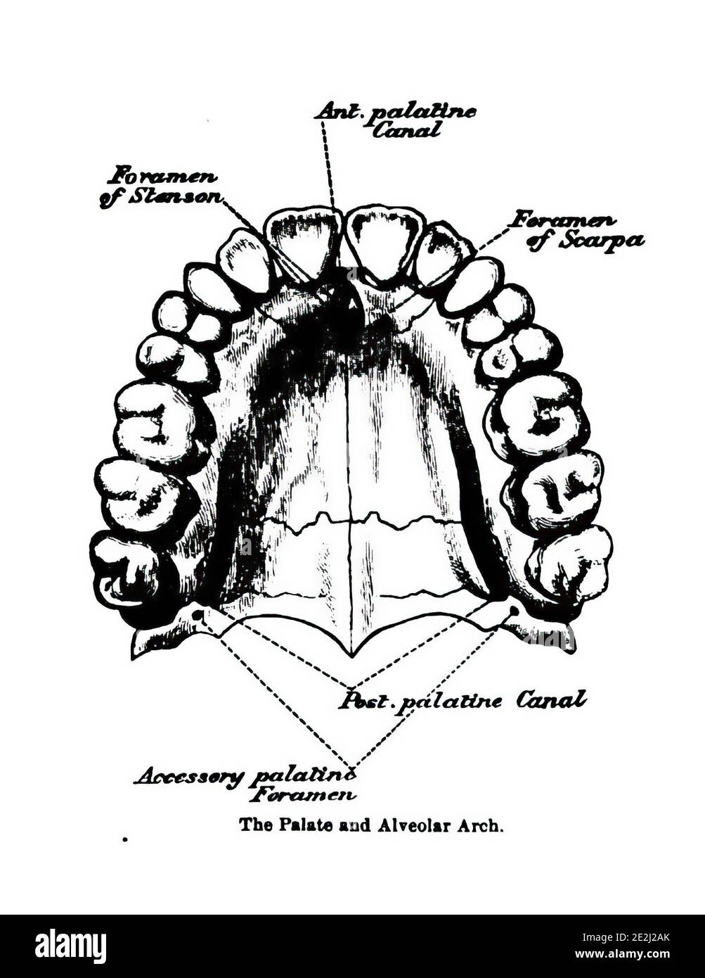 Informative illustration of the human mouth Stock Photo - Alamy