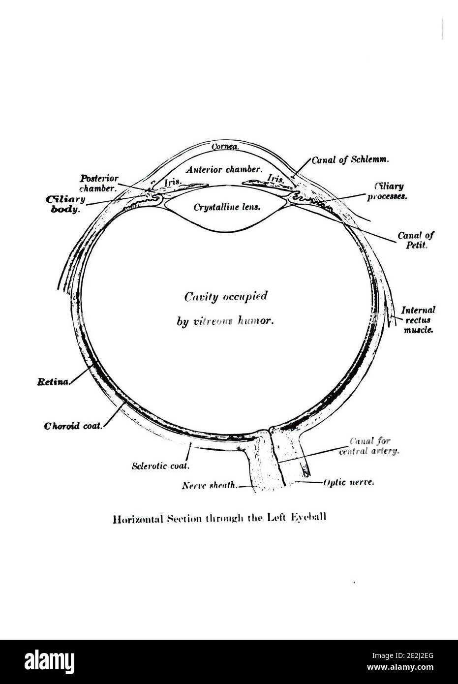 Informative illustration of the human eyeball Stock Photo - Alamy